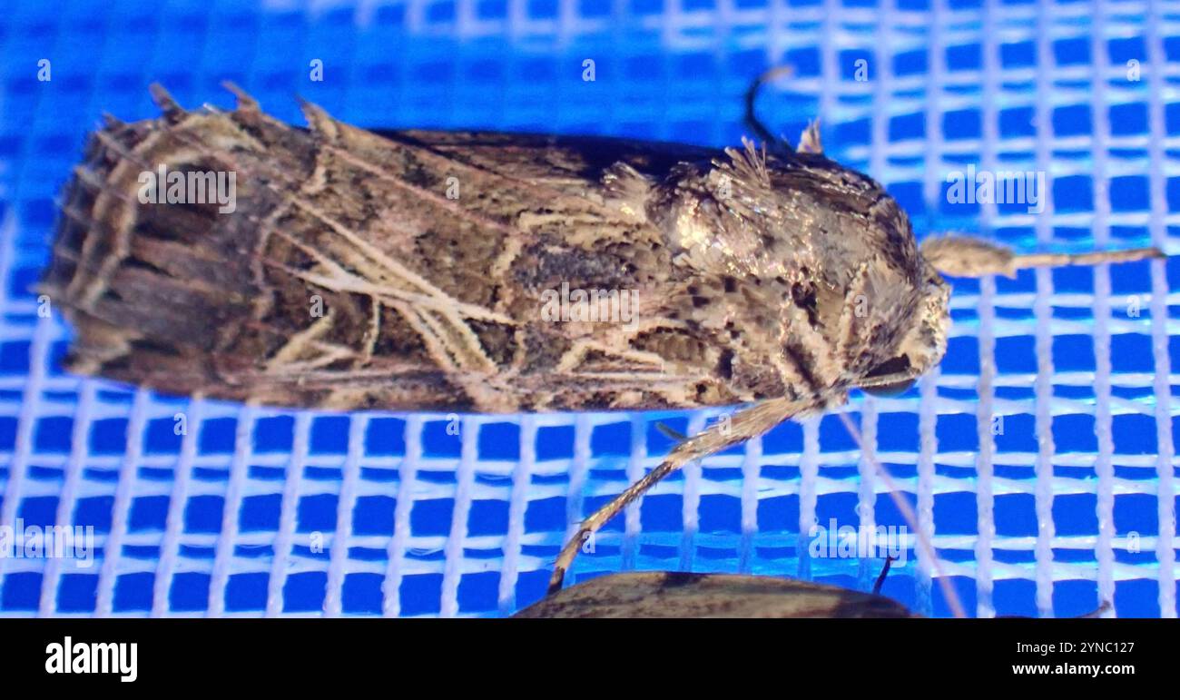 Mediterranean Brocade (Spodoptera littoralis Stock Photo - Alamy