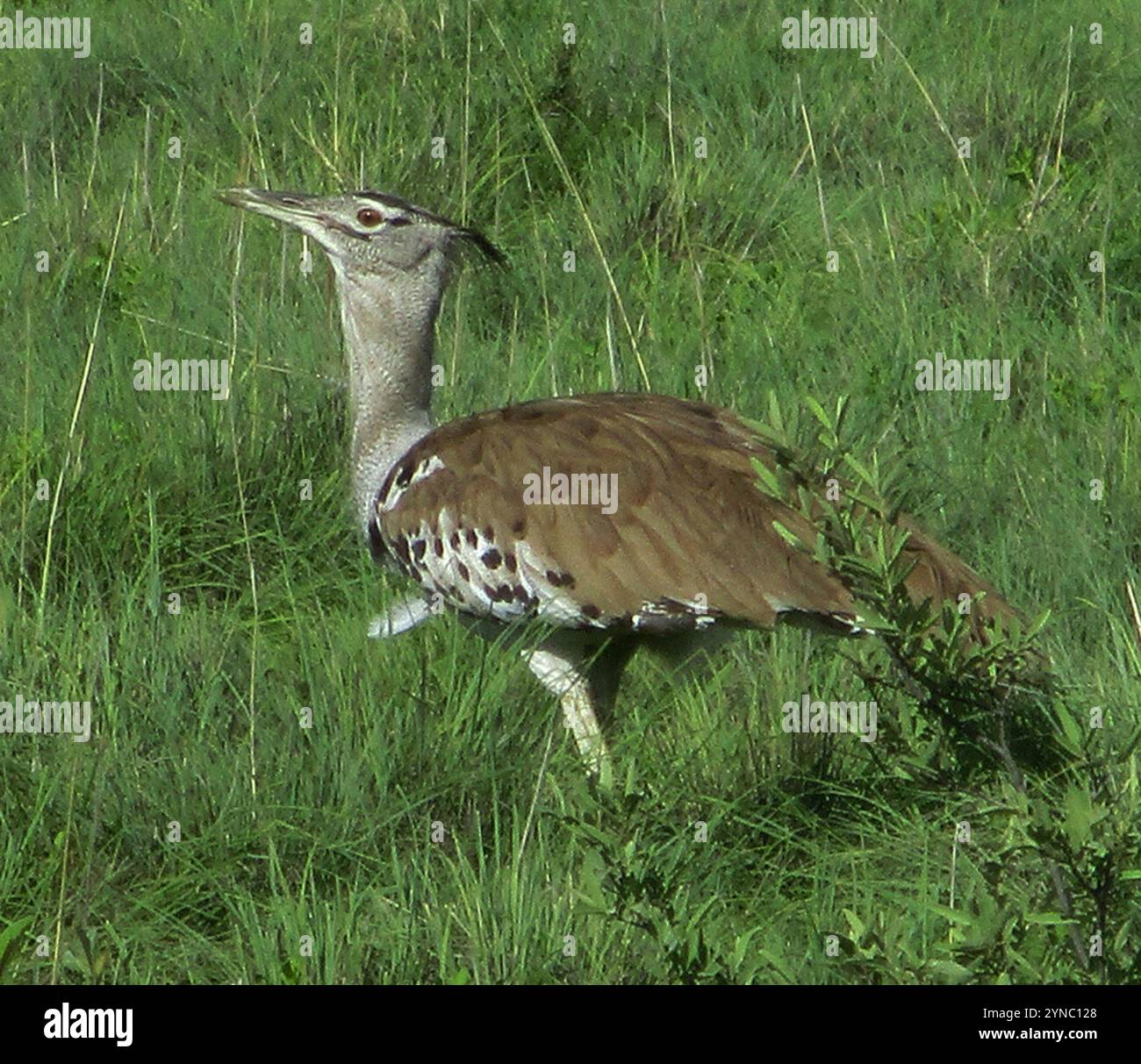 Southern Kori Bustard (Ardeotis kori kori Stock Photo - Alamy
