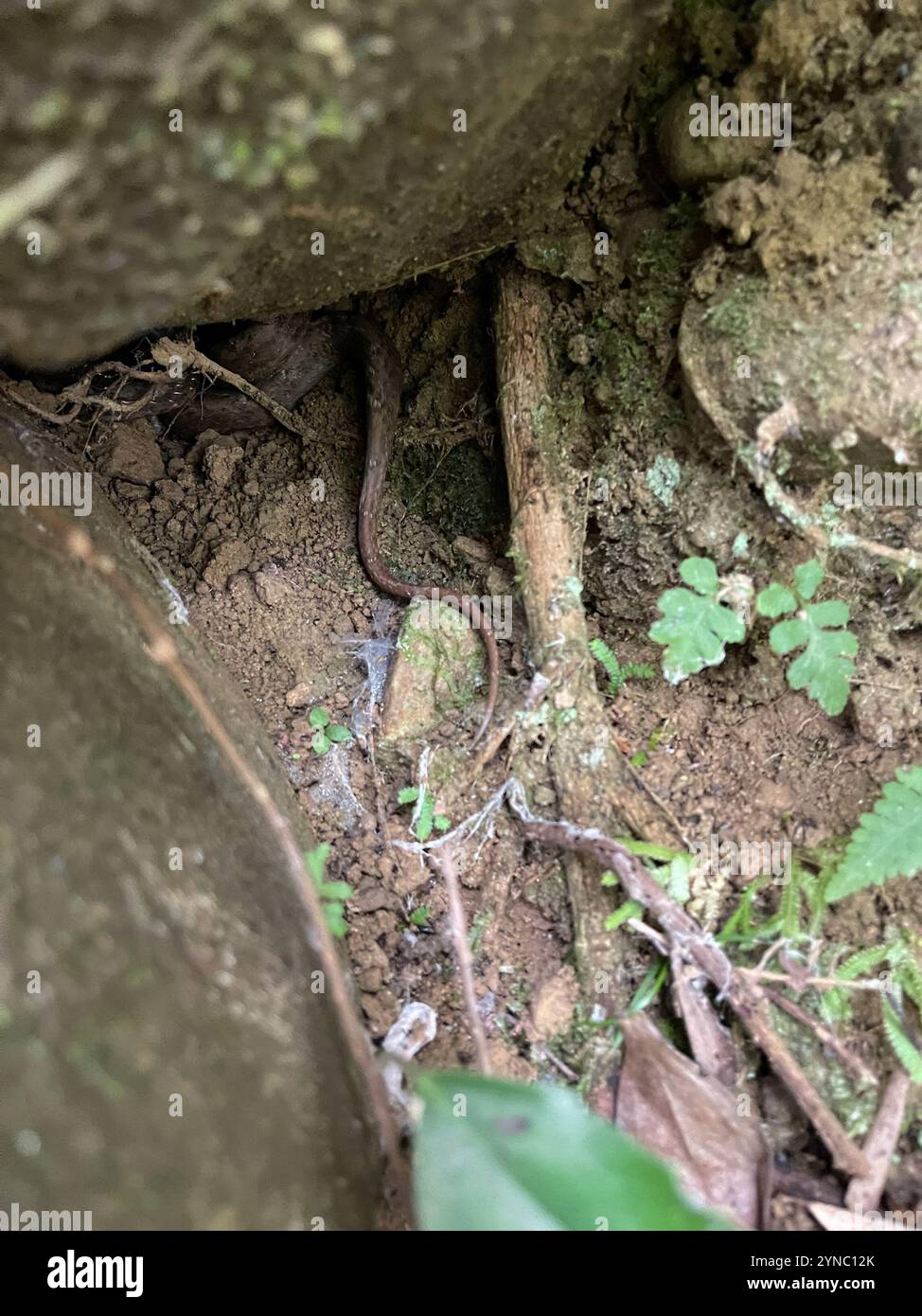 Common Mock Viper (Psammodynastes pulverulentus Stock Photo - Alamy