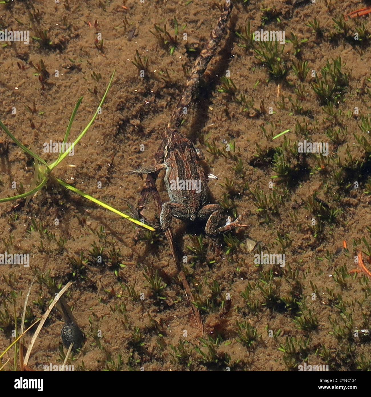 Common Eastern Froglet (Crinia signifera Stock Photo - Alamy