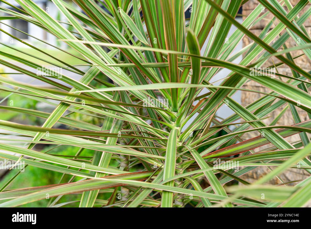Dracaena marginata (Madagascar Dragon Tree or Red Edged Dracaena) is a ...