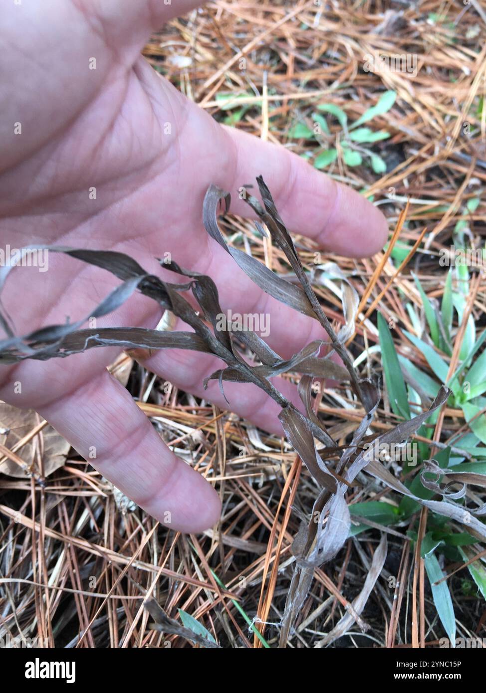 Pineland Silkgrass (Pityopsis aspera Stock Photo - Alamy