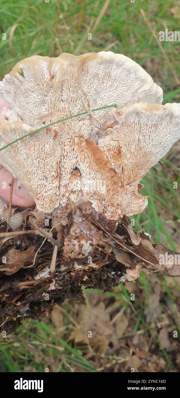 Blushing Rosette (Abortiporus biennis Stock Photo - Alamy