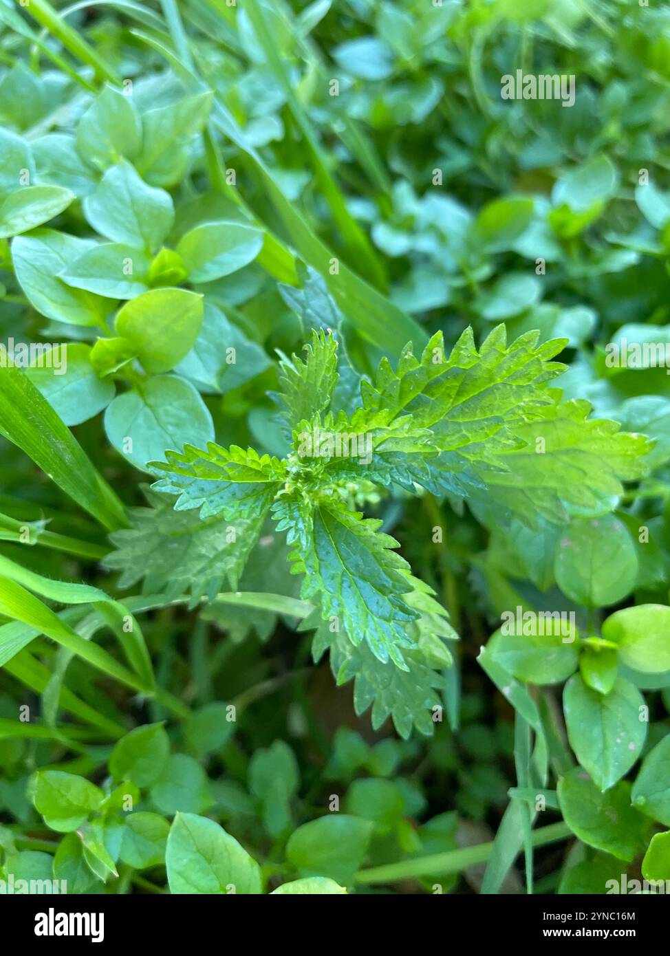 Dwarf Nettle (Urtica urens Stock Photo - Alamy