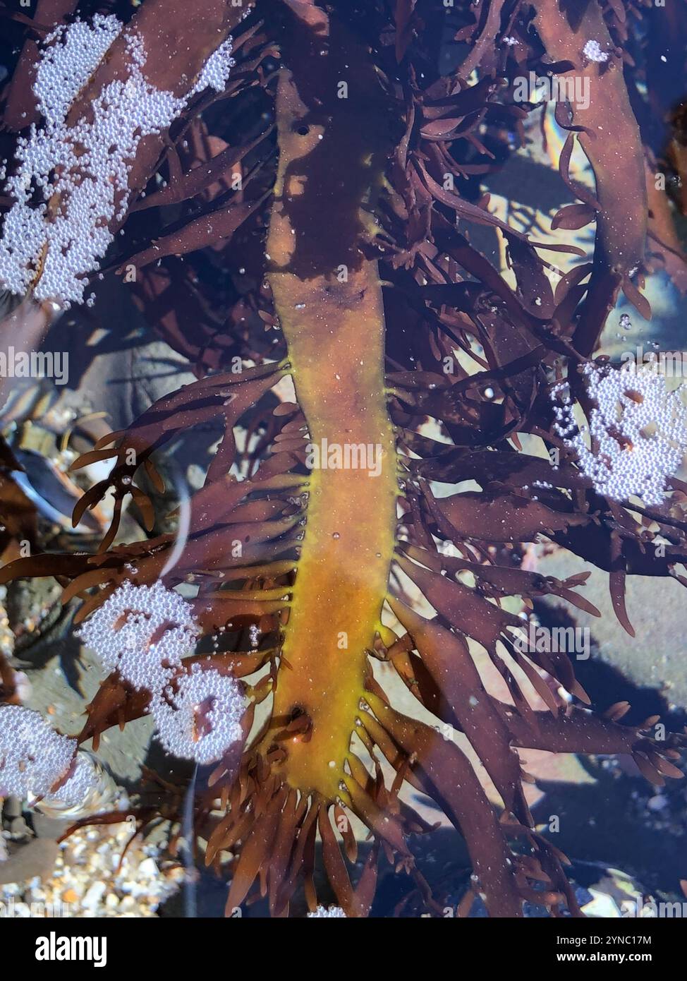 Bleach Weed (Prionitis sternbergii Stock Photo - Alamy