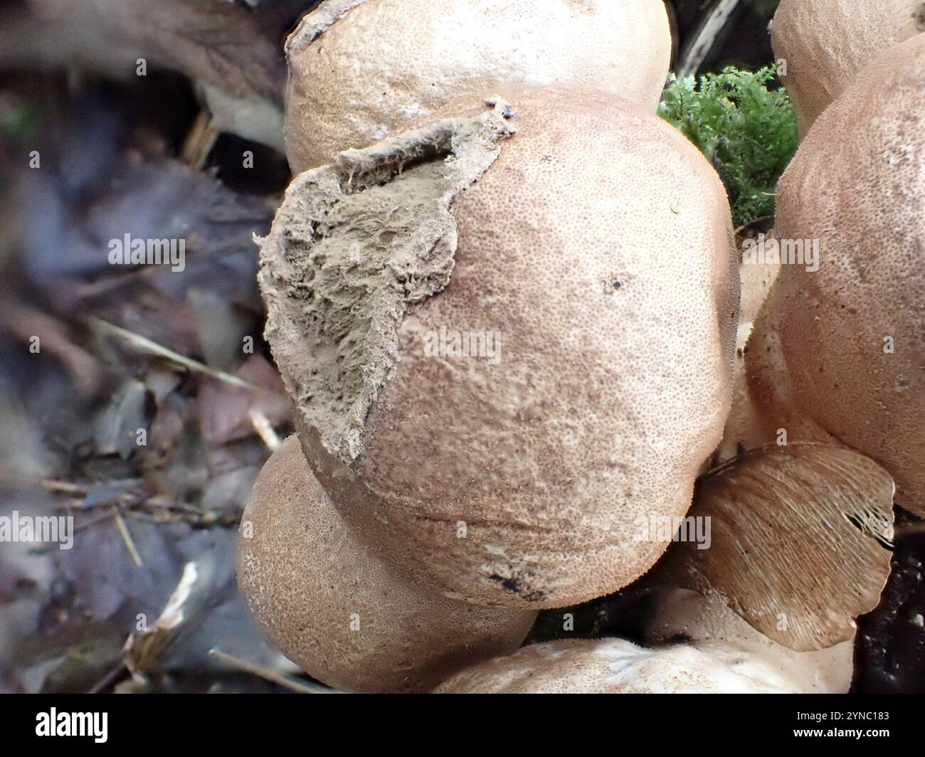 Pear-shaped Puffball (Apioperdon pyriforme Stock Photo - Alamy