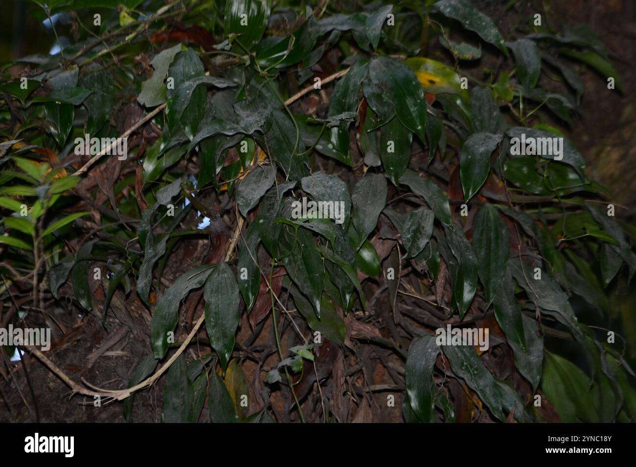 Porrectus hi-res stock photography and images - Alamy