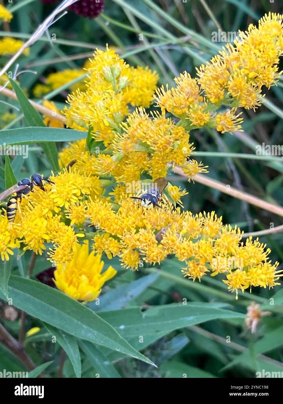 European beewolf (Philanthus triangulum Stock Photo - Alamy