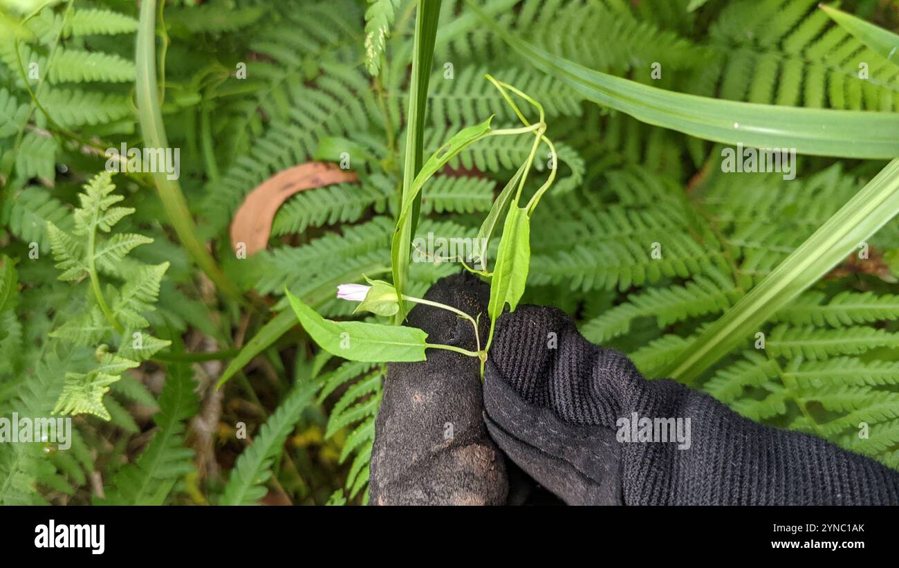 Polymeria calycina hi-res stock photography and images - Alamy