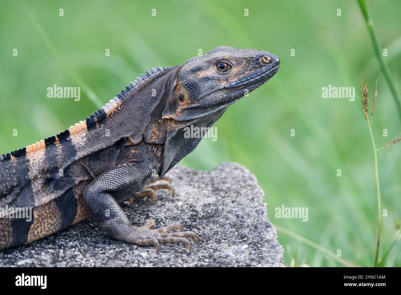 Black Spiny-tailed Iguana (Ctenosaura similis Stock Photo - Alamy