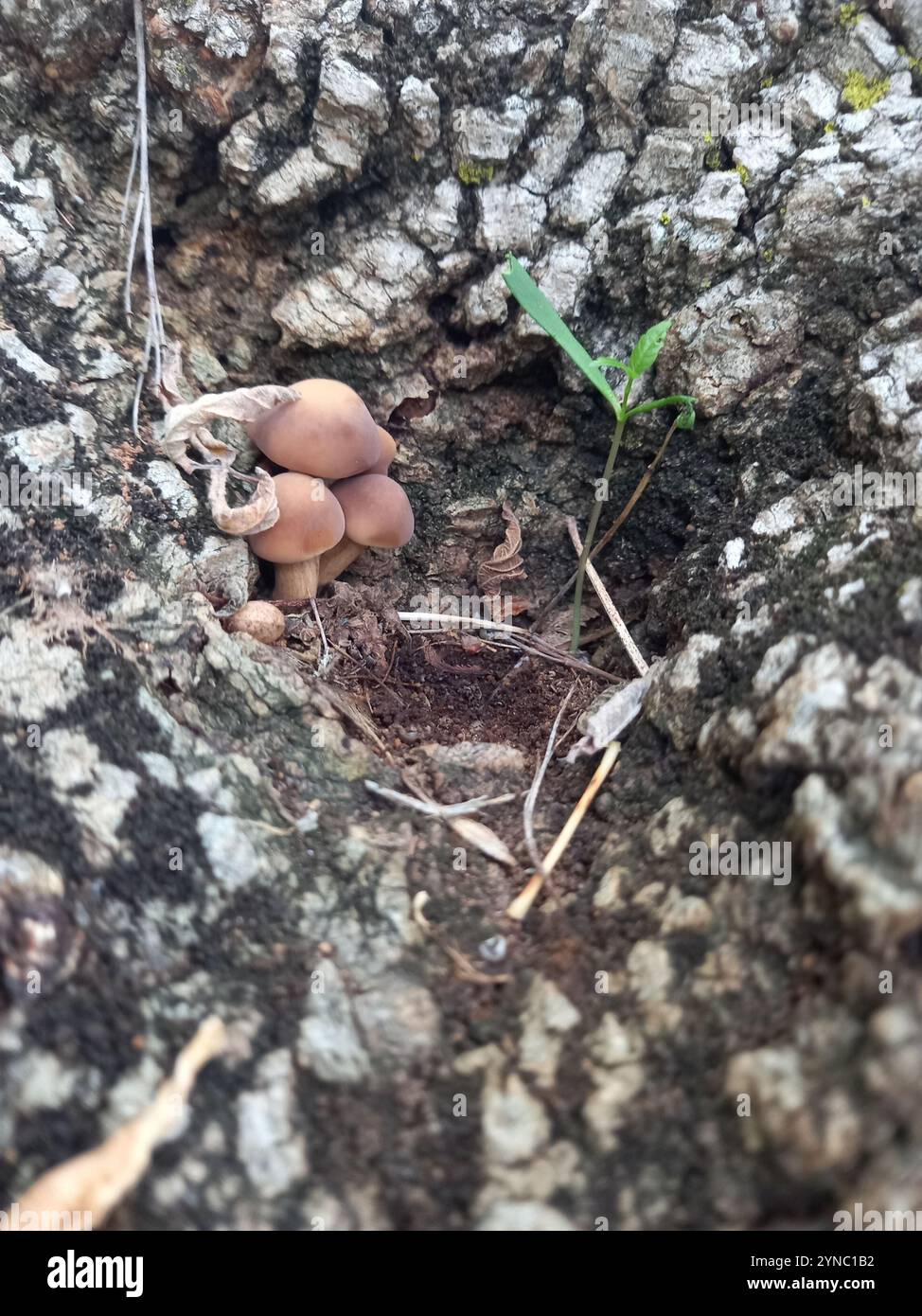 Cyclocybe parasitica hi-res stock photography and images - Alamy