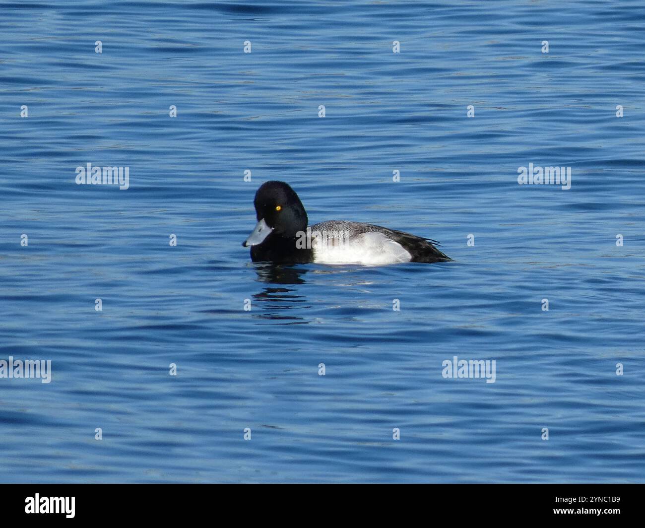 Lesser Scaup (Aythya affinis Stock Photo - Alamy