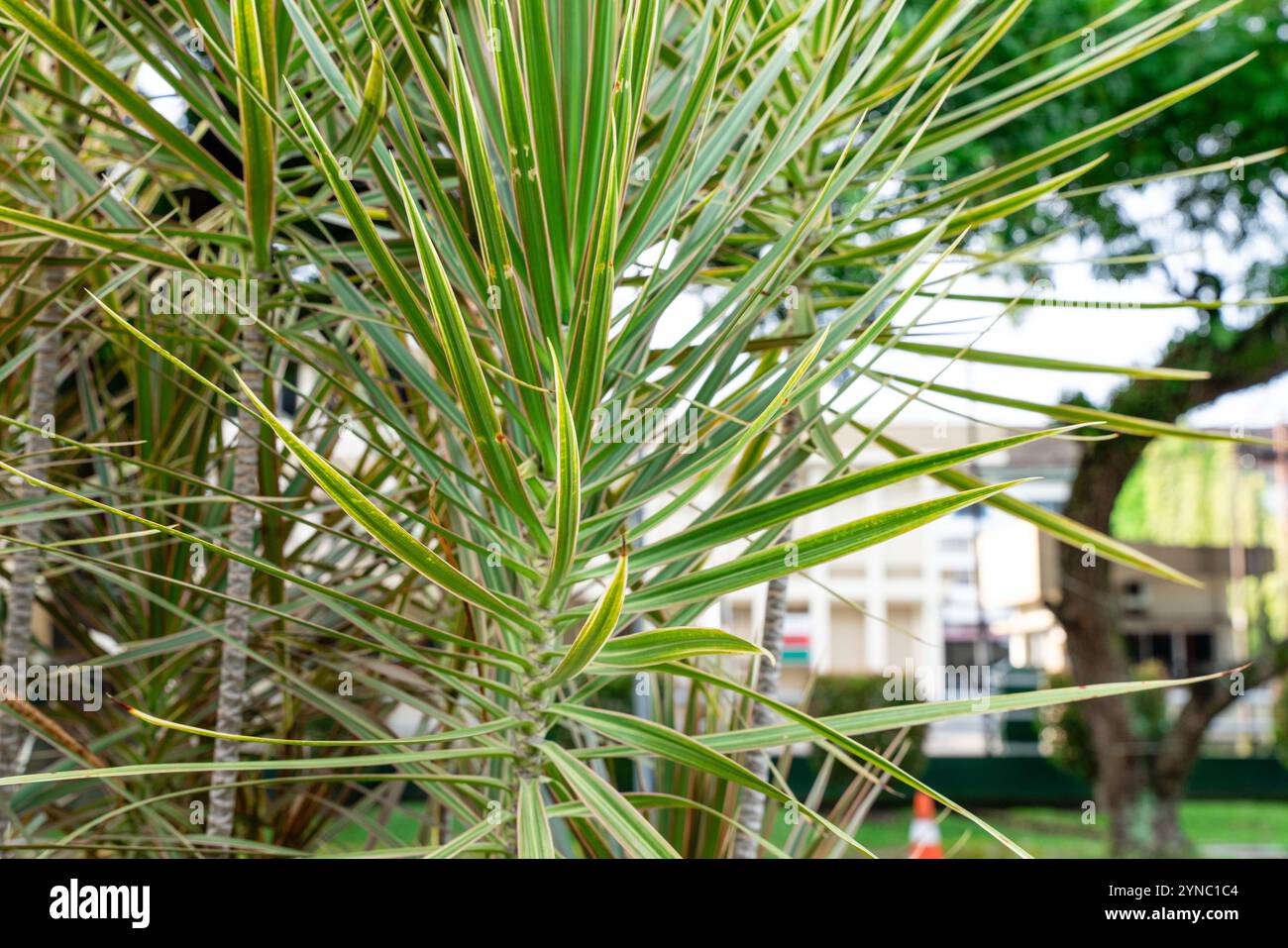 Dracaena marginata (Madagascar Dragon Tree or Red Edged Dracaena) is a ...