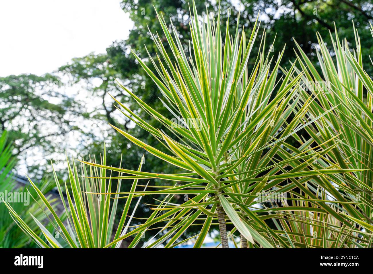 Dracaena marginata (Madagascar Dragon Tree or Red Edged Dracaena) is a ...