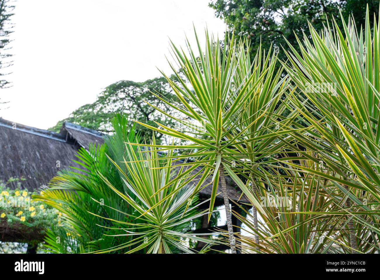 Dracaena marginata (Madagascar Dragon Tree or Red Edged Dracaena) is a ...