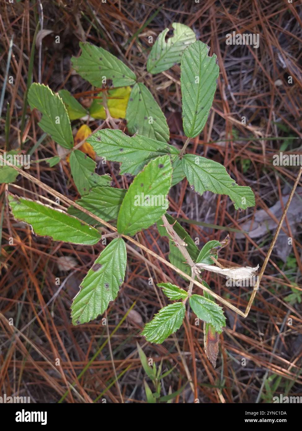 Rubus cuneifolius hi-res stock photography and images - Alamy