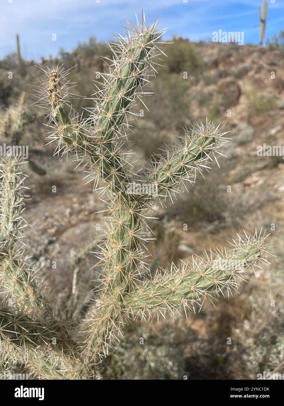 Buckhorn Cholla (Cylindropuntia acanthocarpa acanthocarpa Stock Photo - Alamy
