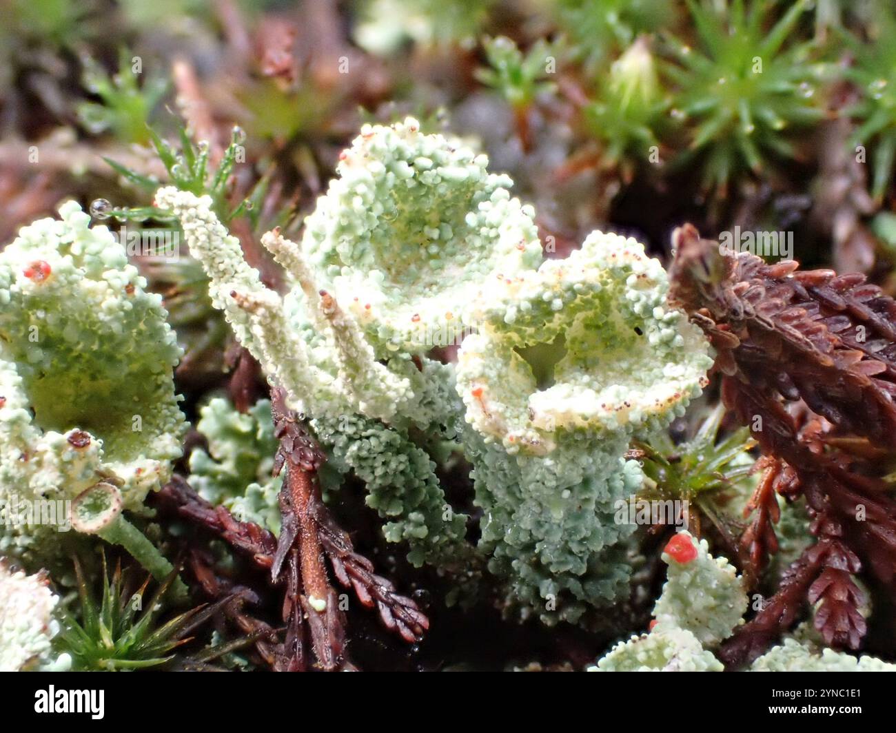 pixie cup and reindeer lichens (Cladonia Stock Photo - Alamy