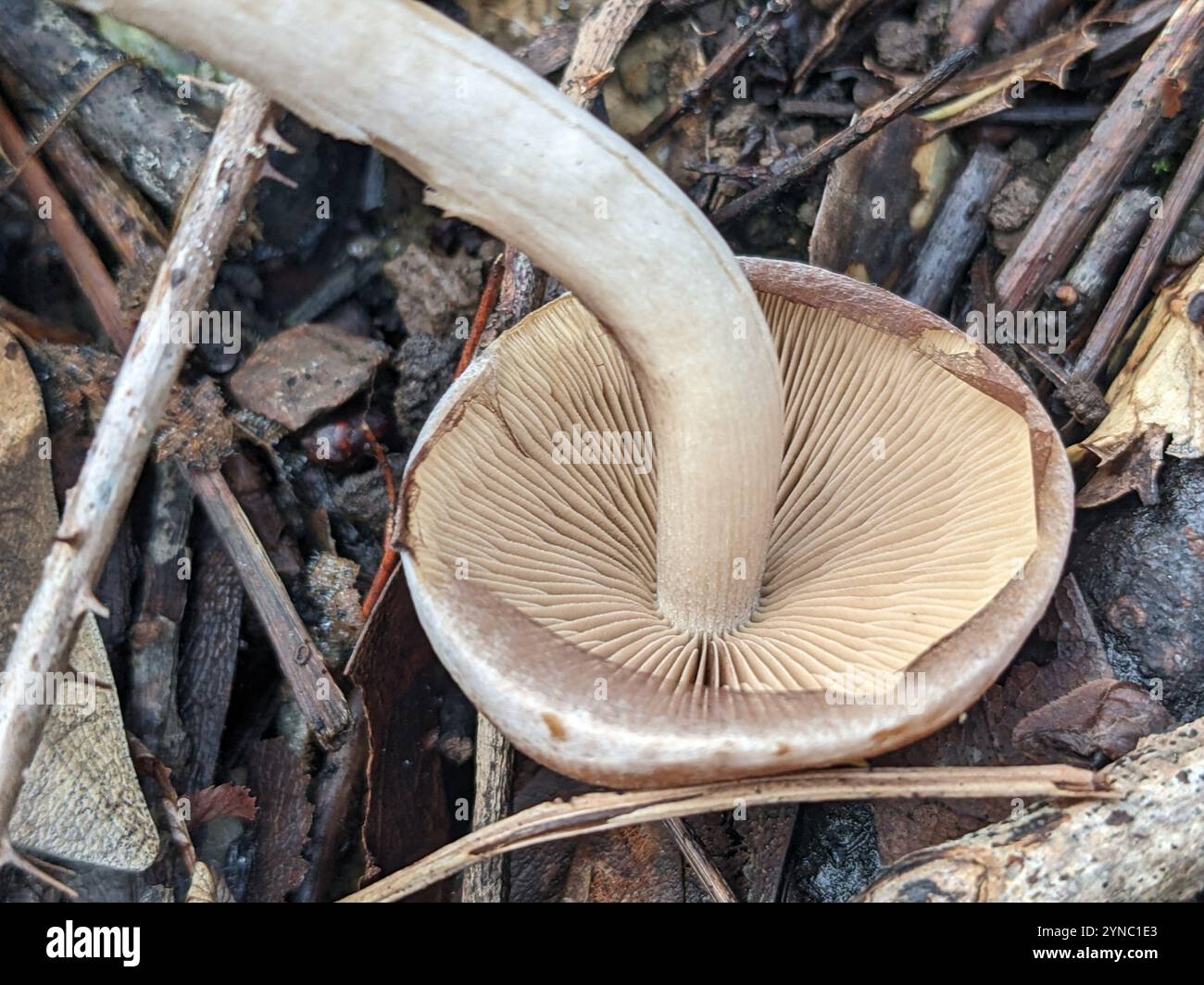 Common Stump Brittlestem (Psathyrella piluliformis Stock Photo - Alamy
