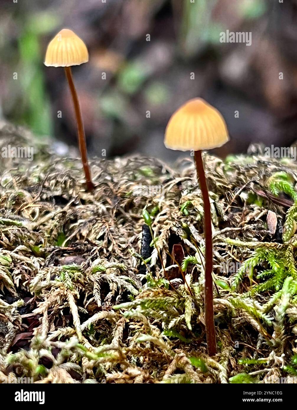 Moss Bells (Galerina Stock Photo - Alamy