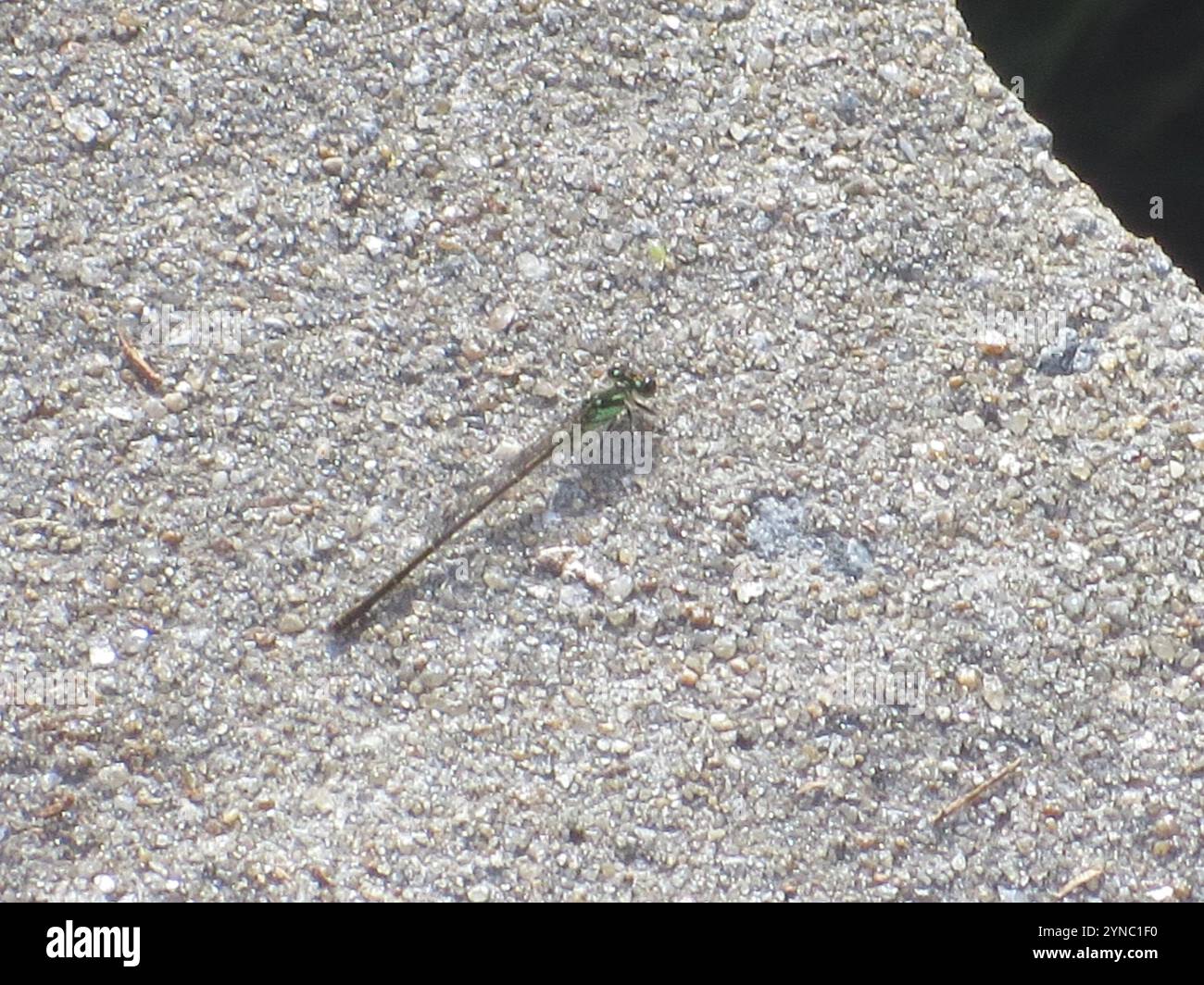 Fragile Forktail (Ischnura posita Stock Photo - Alamy