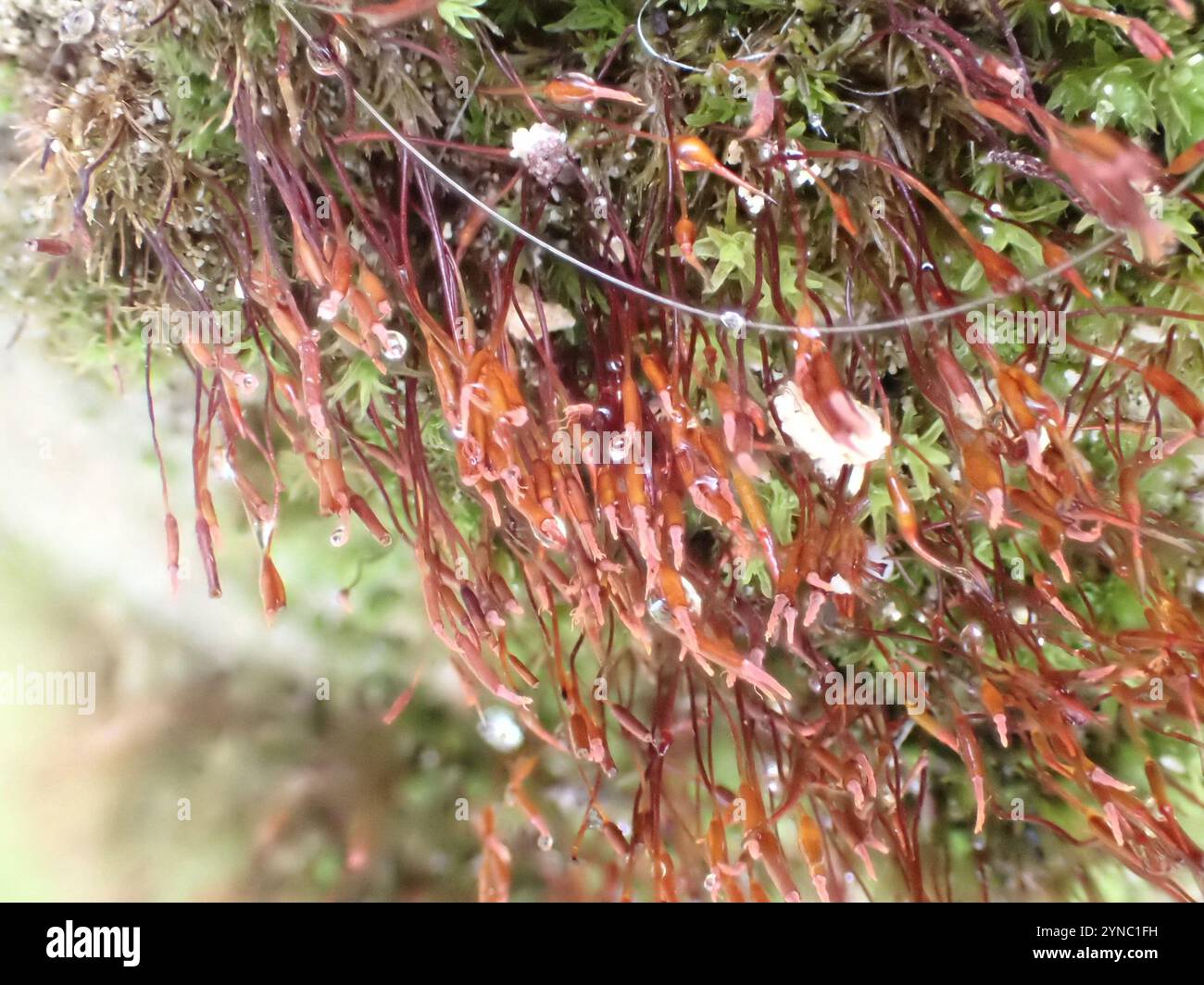 Wall Screw-moss (Tortula muralis Stock Photo - Alamy