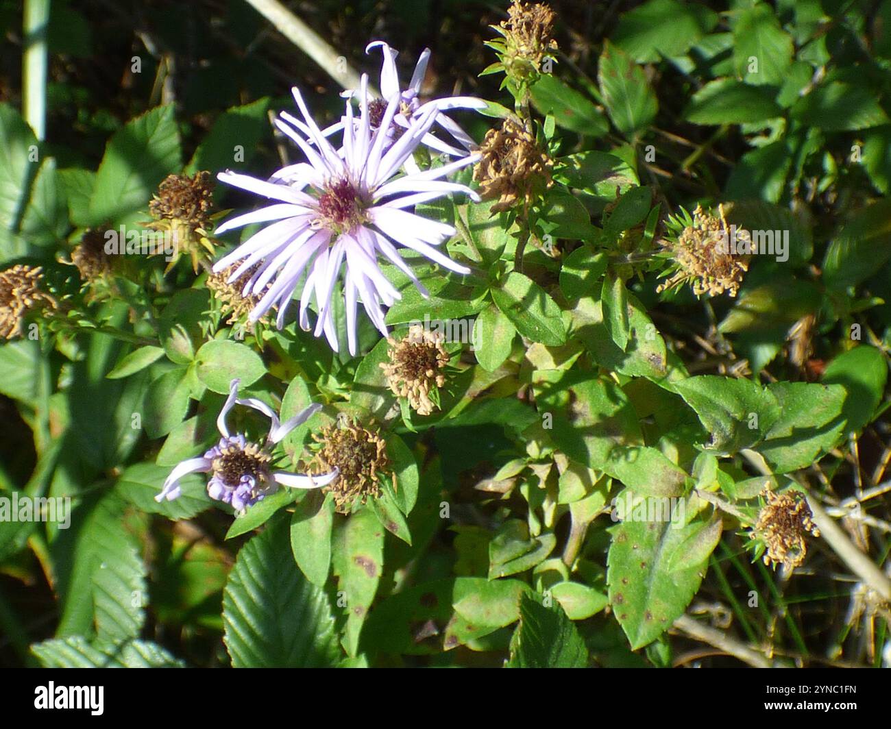 Aster carolinianus hi-res stock photography and images - Alamy