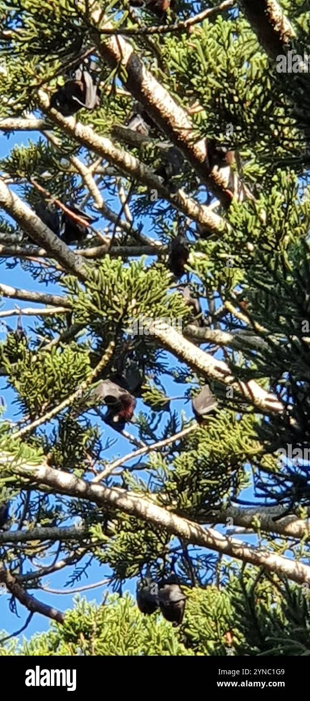 Black Flying-fox (Pteropus alecto Stock Photo - Alamy