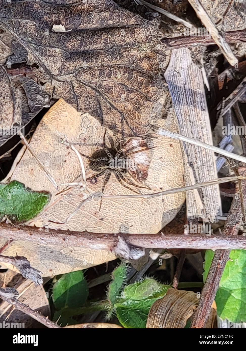 Thin-legged Wolf Spiders (Pardosa Stock Photo - Alamy