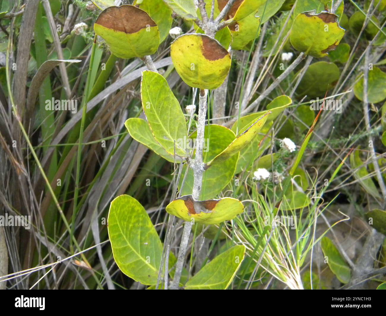Black Ironwood (Olea capensis Stock Photo - Alamy