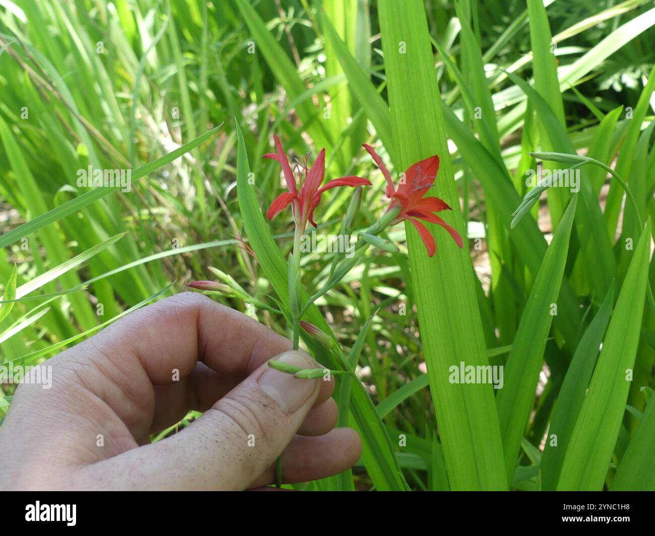 (Freesia grandiflora grandiflora Stock Photo - Alamy