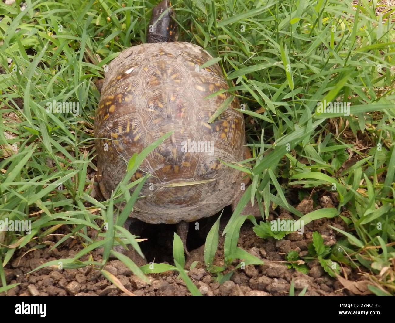 Three-toed Box Turtle (Terrapene triunguis Stock Photo - Alamy
