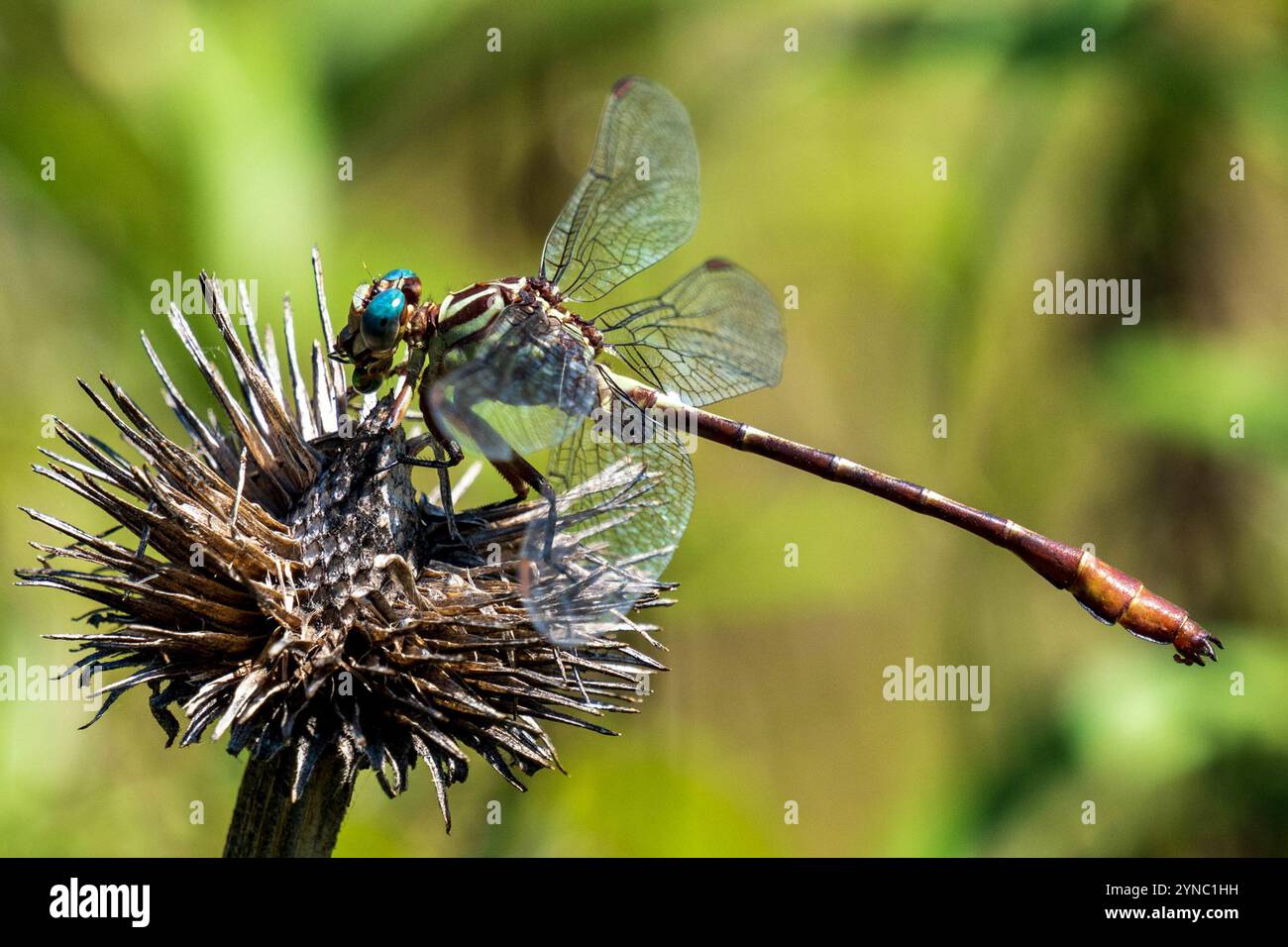 Russet-tipped Clubtail (Stylurus plagiatus Stock Photo - Alamy