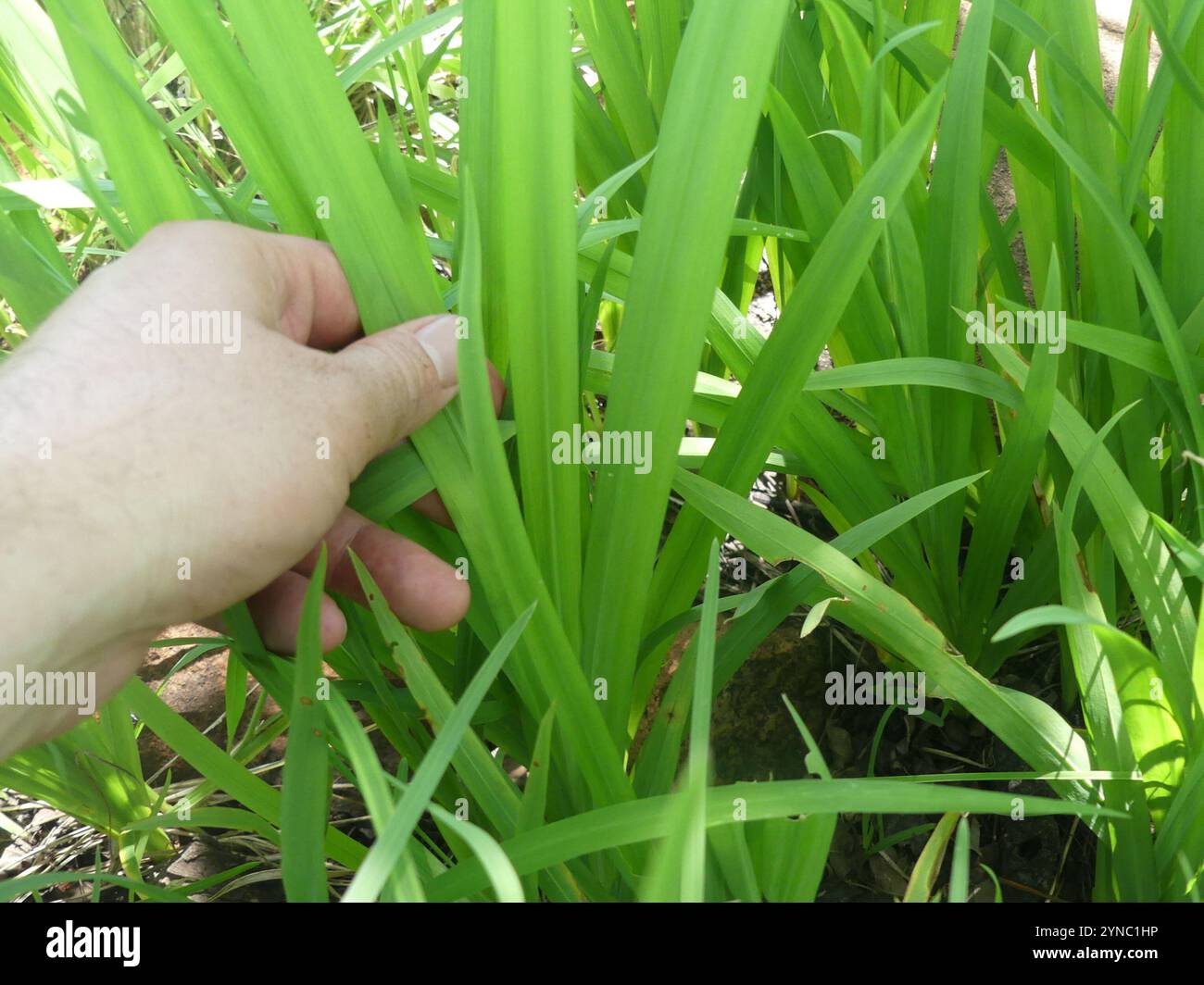(Freesia grandiflora grandiflora Stock Photo - Alamy