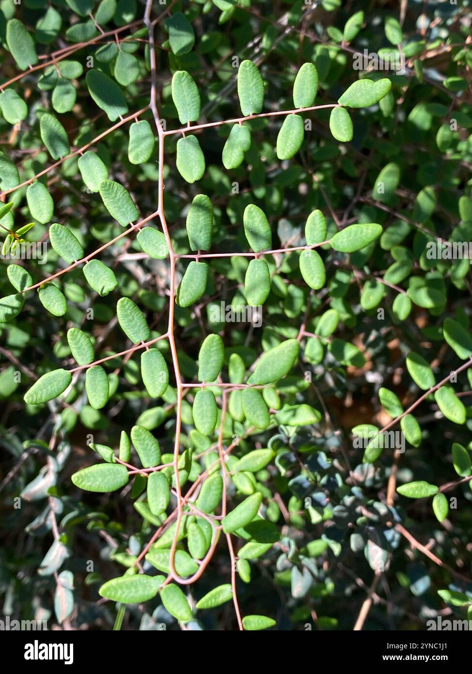 Coffee Fern (Pellaea andromedifolia Stock Photo - Alamy