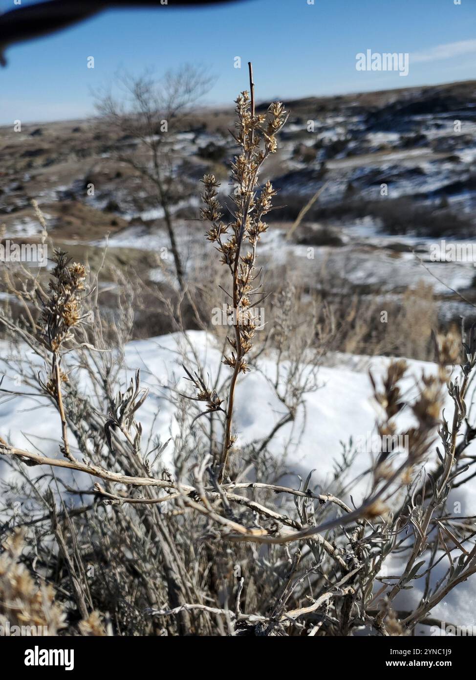 Silver Sagebrush (Artemisia cana Stock Photo - Alamy