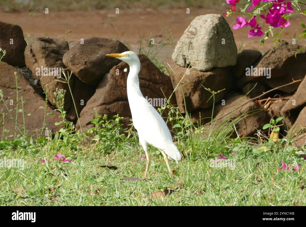 Western Cattle-Egret (Ardea ibis Stock Photo - Alamy