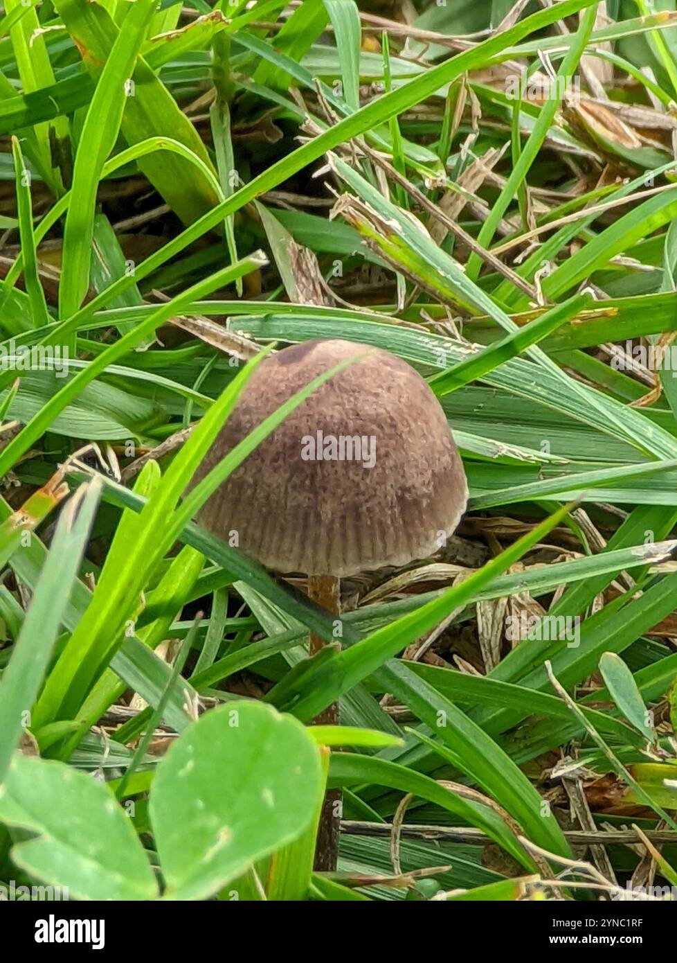 Mower's Mushroom (Panaeolus foenisecii Stock Photo - Alamy