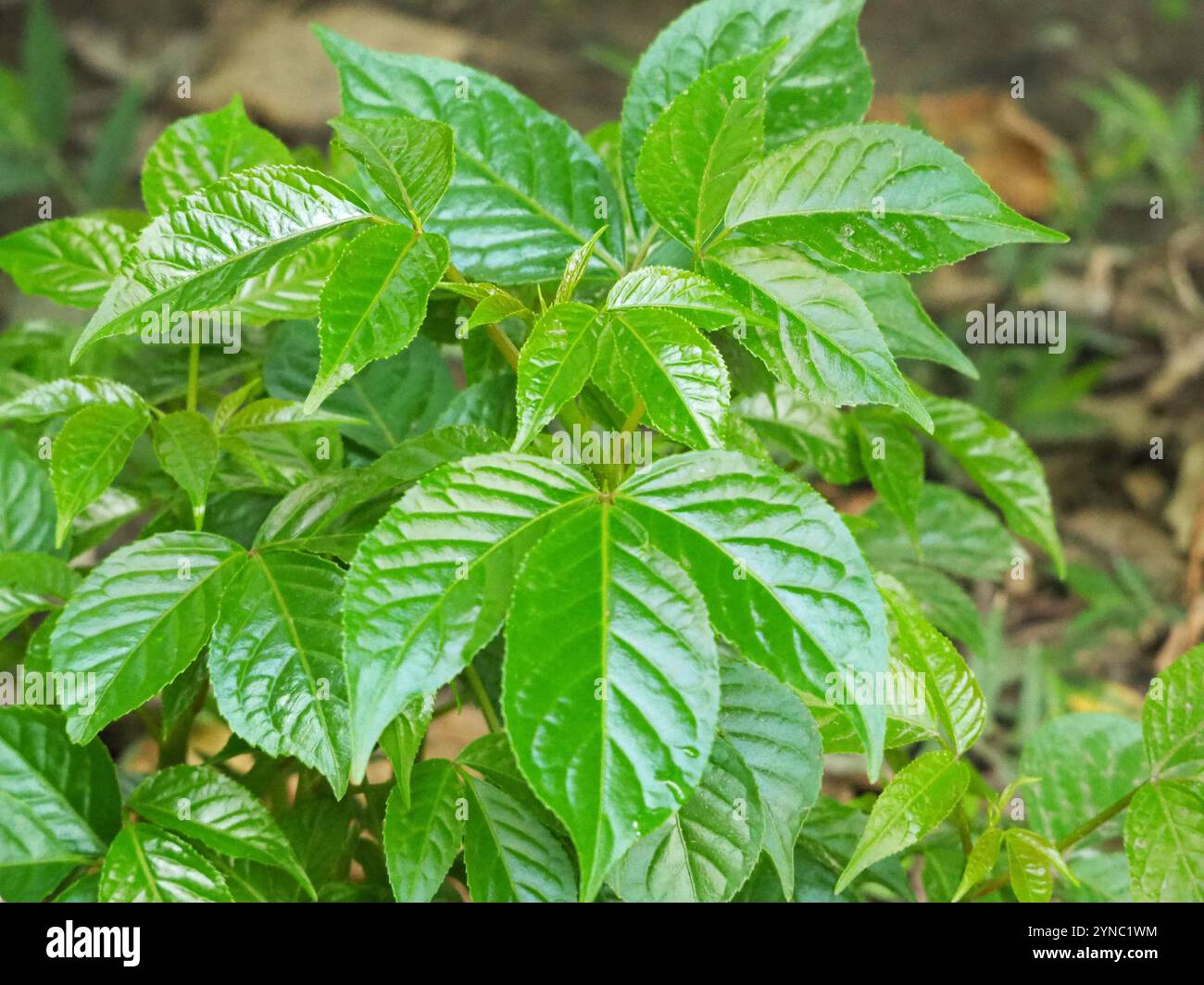 Bishop wood (Bischofia javanica Stock Photo - Alamy