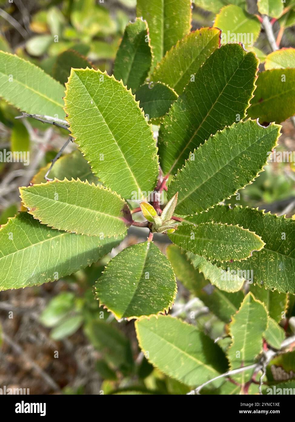 Toyon (Heteromeles arbutifolia Stock Photo - Alamy