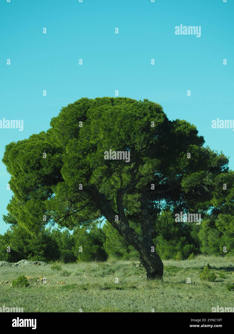 Stone pine (Pinus pinea Stock Photo - Alamy