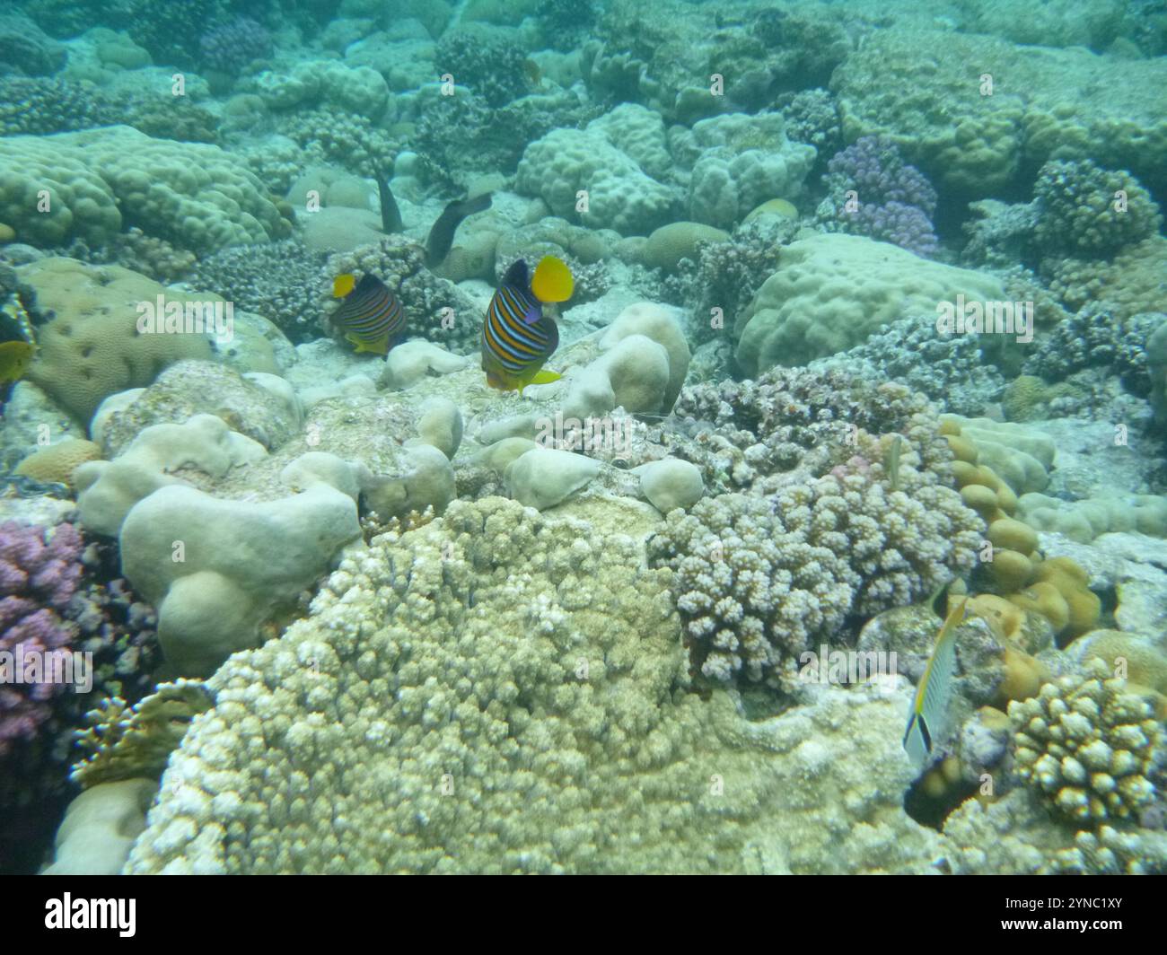 Regal Angelfish (Pygoplites diacanthus Stock Photo - Alamy
