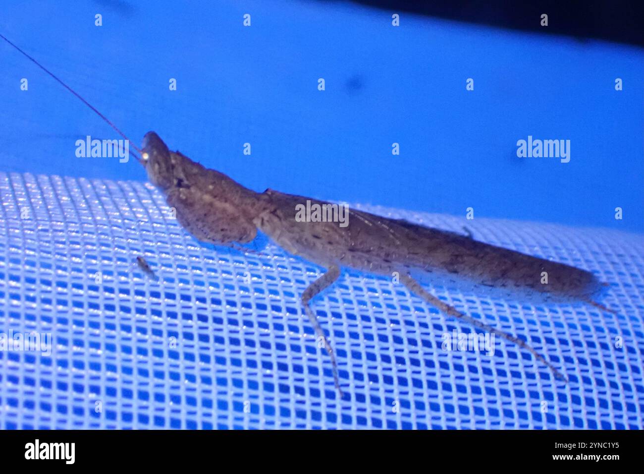 Tarachodes hi-res stock photography and images - Alamy