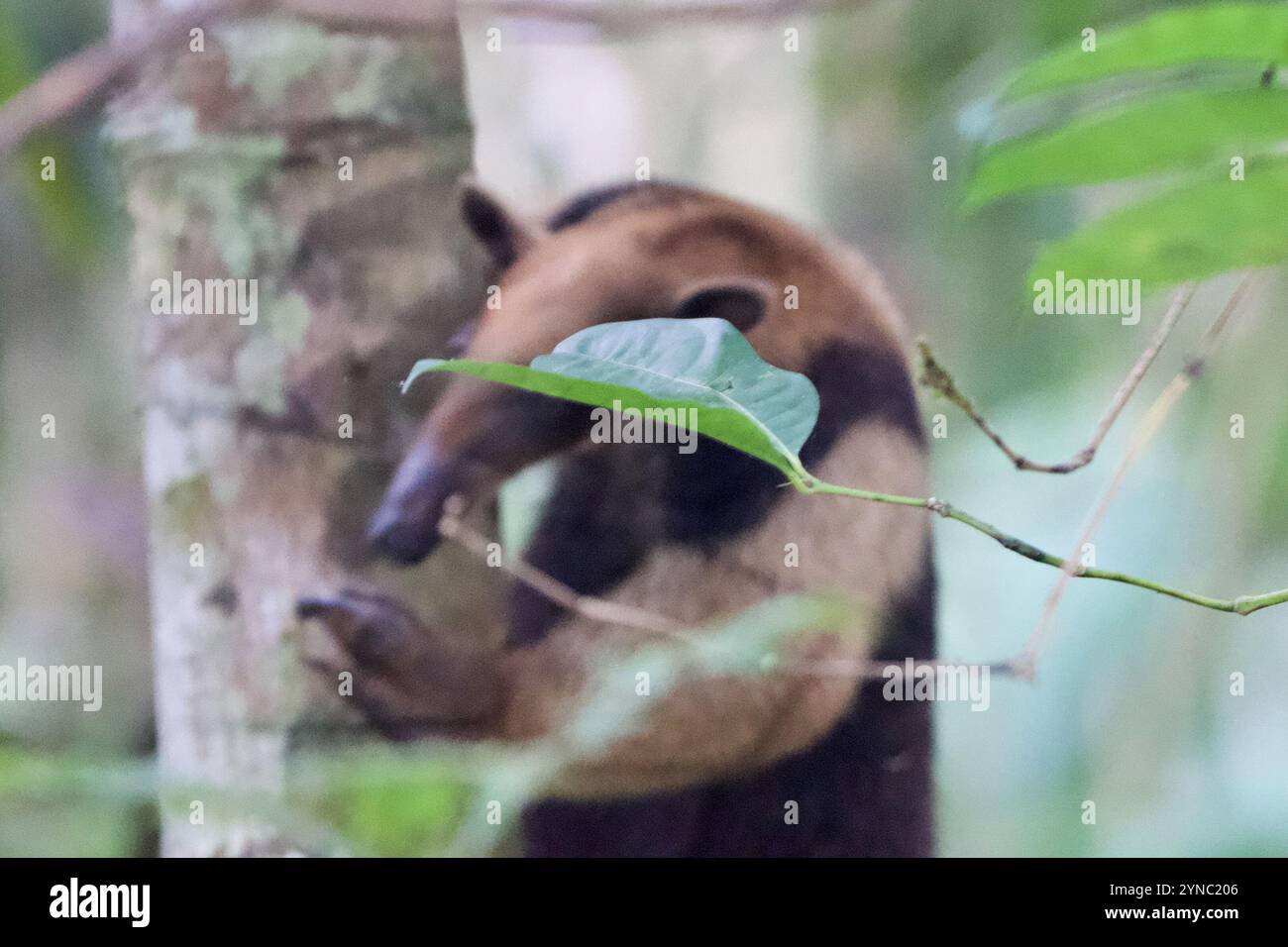 Northern Tamandua (Tamandua mexicana Stock Photo - Alamy