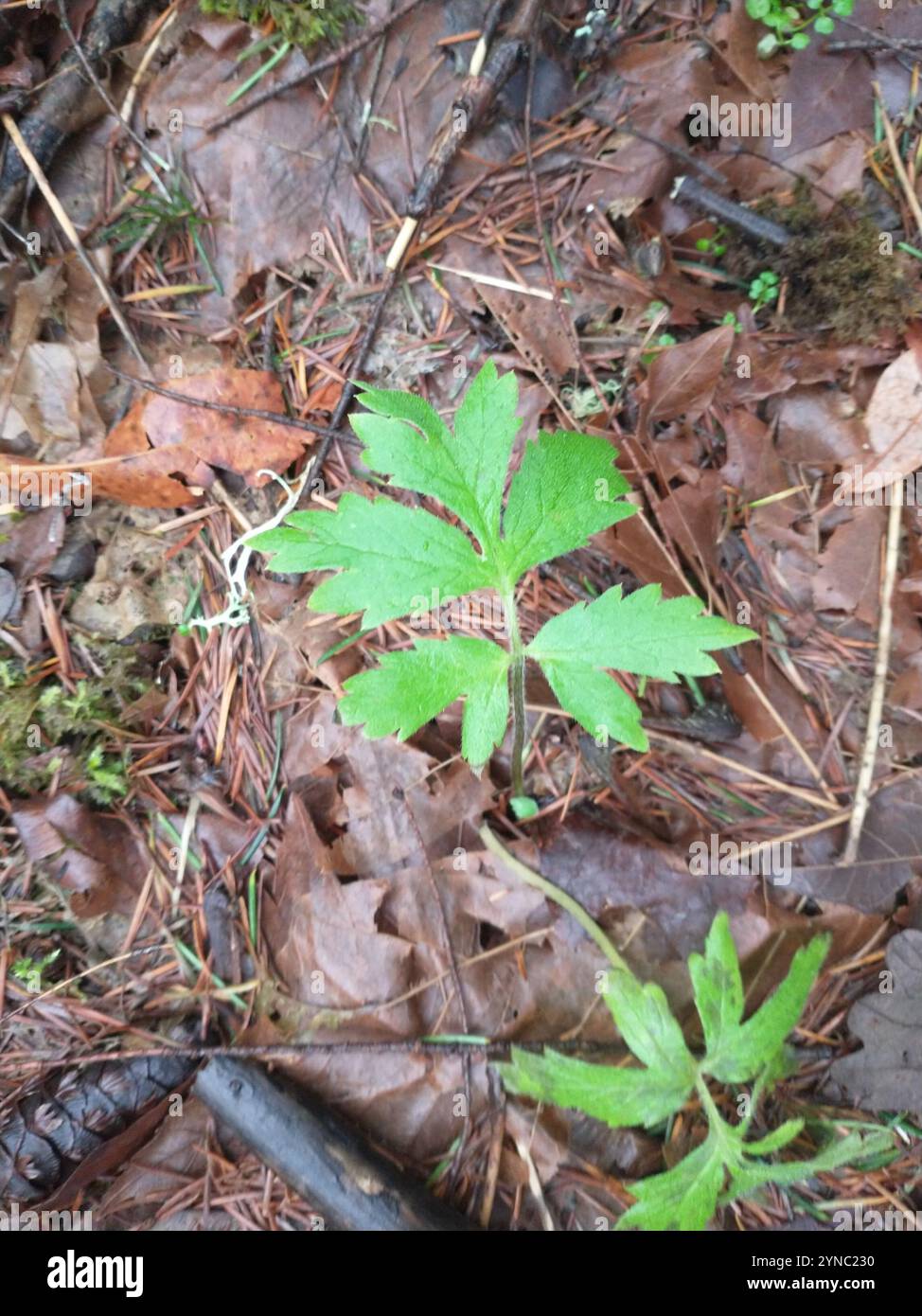 Pacific Waterleaf (Hydrophyllum tenuipes Stock Photo - Alamy