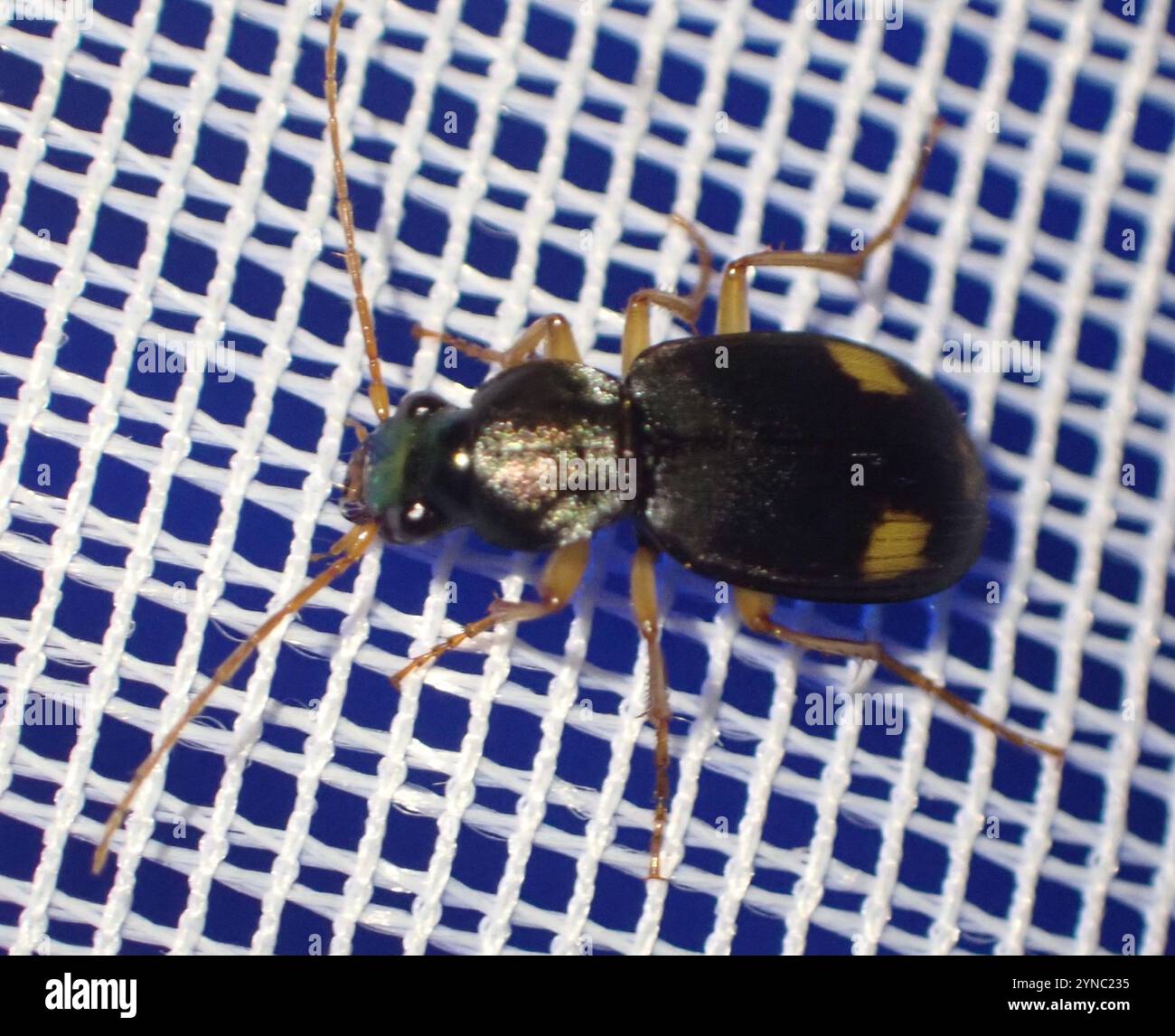 Vivid Metallic Ground Beetles (Chlaenius Stock Photo - Alamy