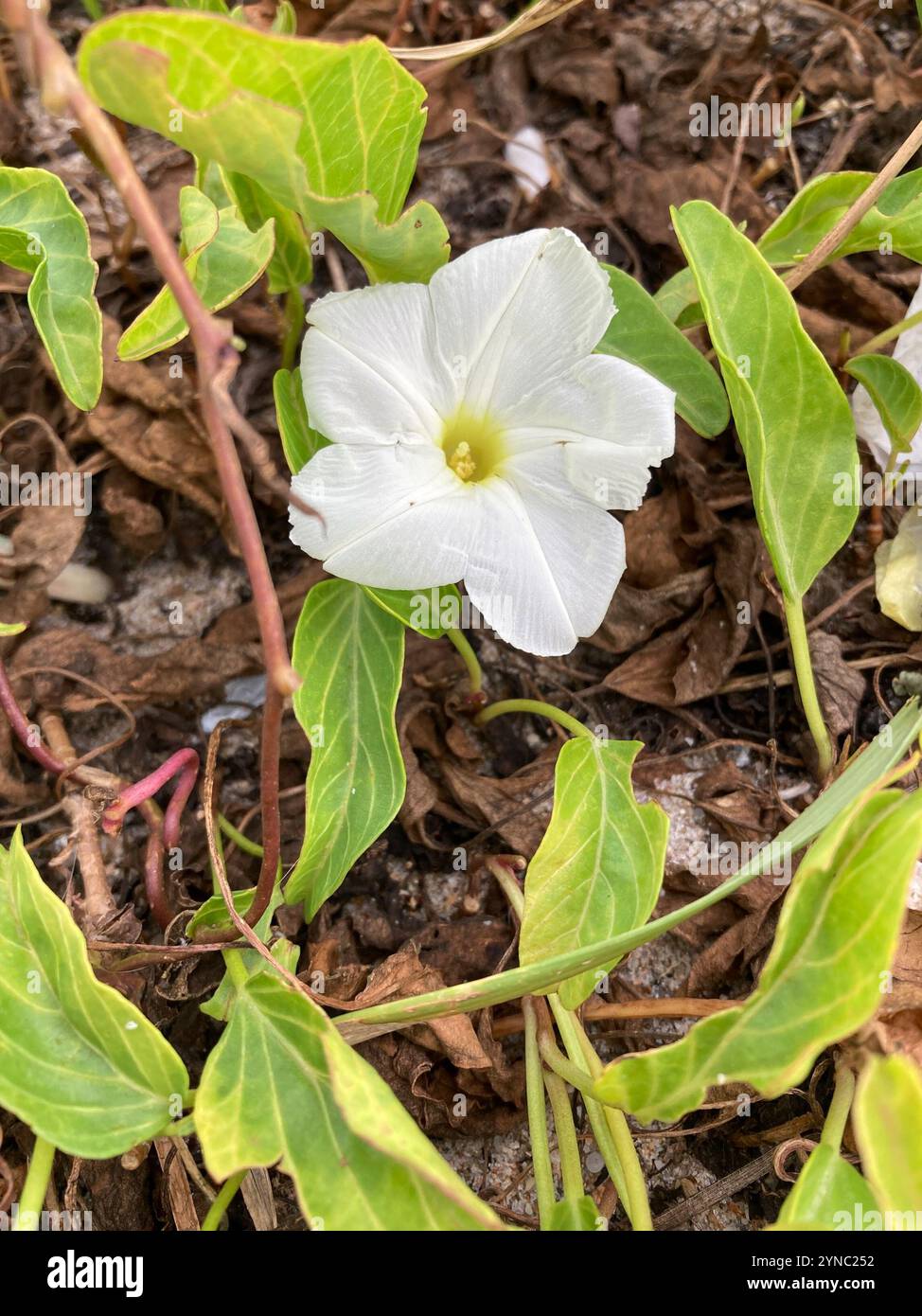 beach morning-glory (Ipomoea imperati Stock Photo - Alamy