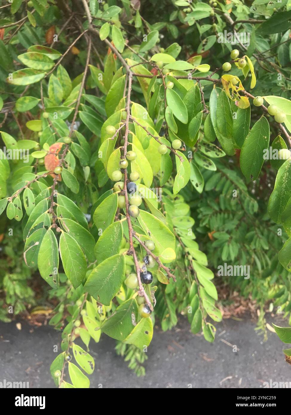 Pop-gun Seed (Bridelia tomentosa Stock Photo - Alamy