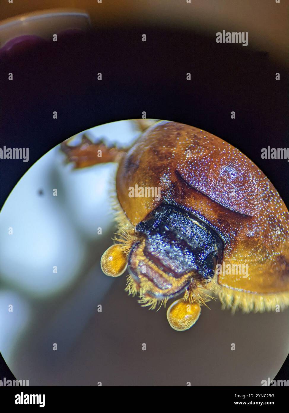 Bruner's Earth-boring Scarab Beetle (Bolbocerosoma bruneri Stock Photo ...