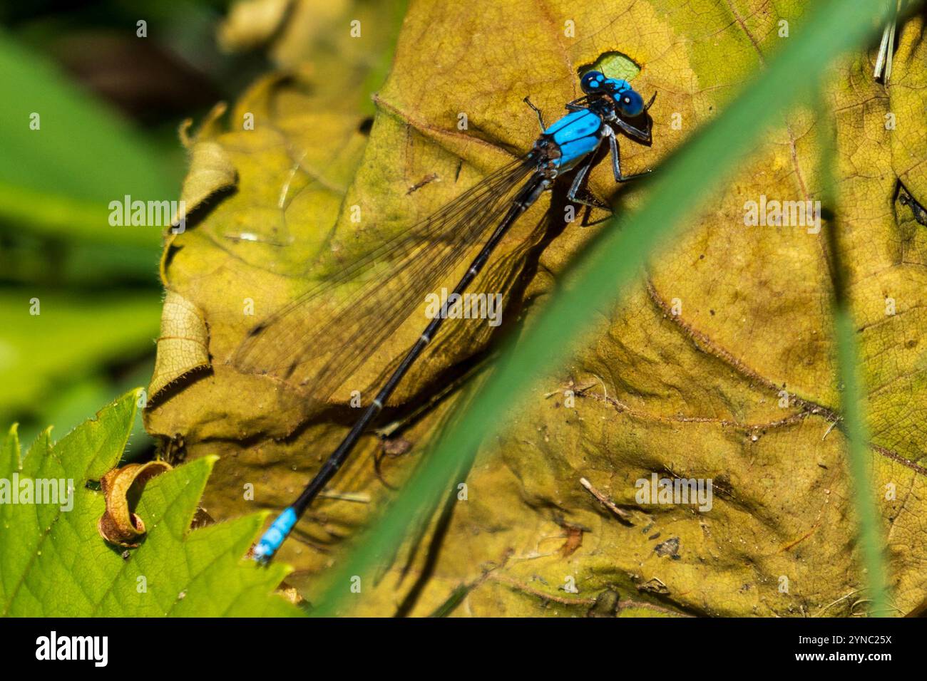 Blue-fronted Dancer (Argia apicalis Stock Photo - Alamy